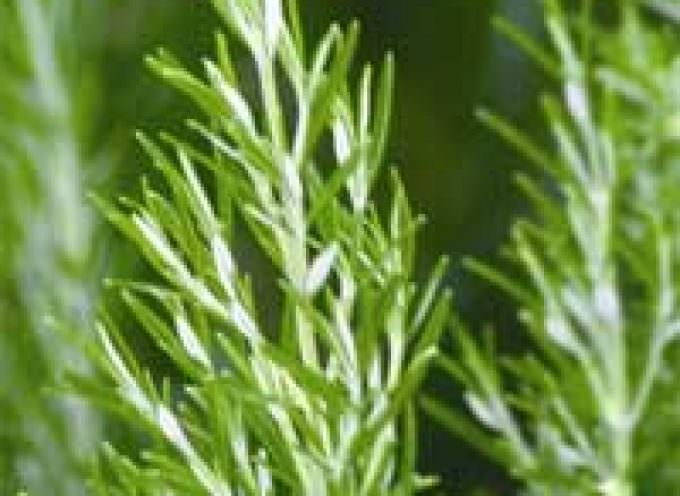Nipitella o Nepitella