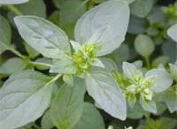 Nipitella o Nepitella