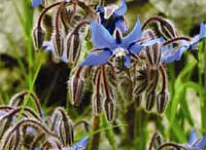 Nipitella o Nepitella