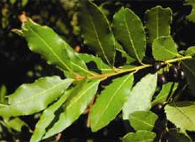 Nipitella o Nepitella