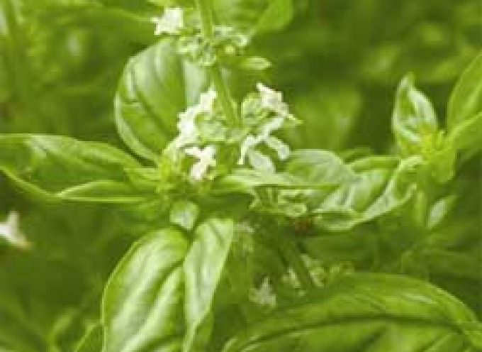 Nipitella o Nepitella