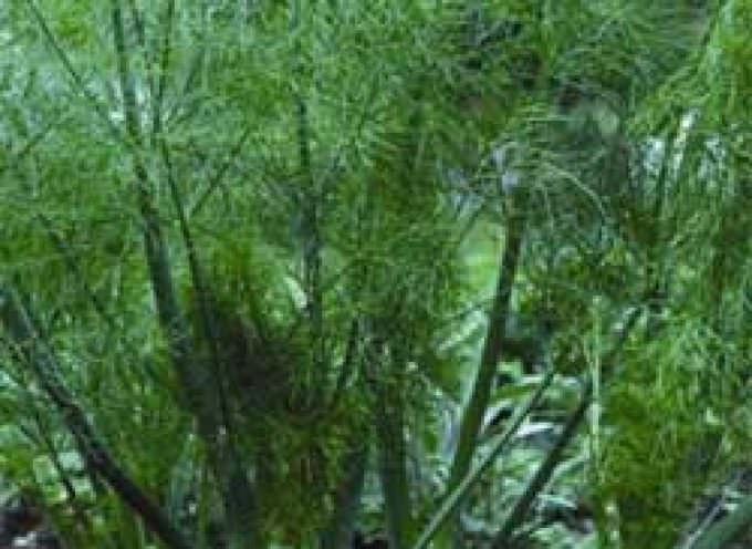 Nipitella o Nepitella