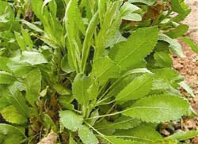 Nipitella o Nepitella