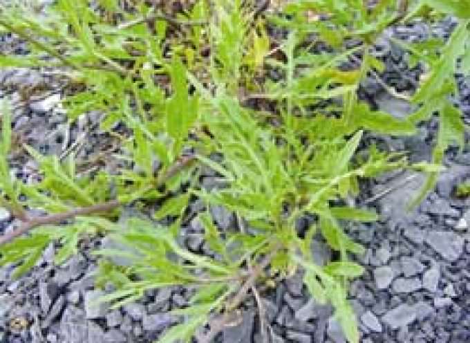 Nipitella o Nepitella