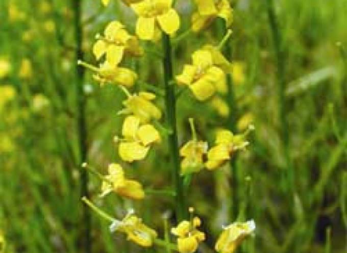 Nipitella o Nepitella